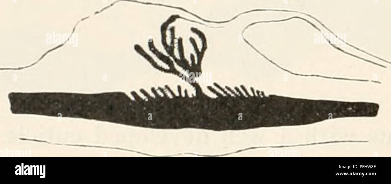 This scientific expedition, the Danish Ingolf-Expedition, explores ...