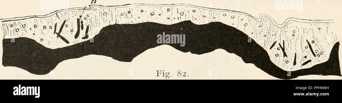 . The Danish Ingolf-Expedition. Scientific expeditions; Arctic Ocean ...