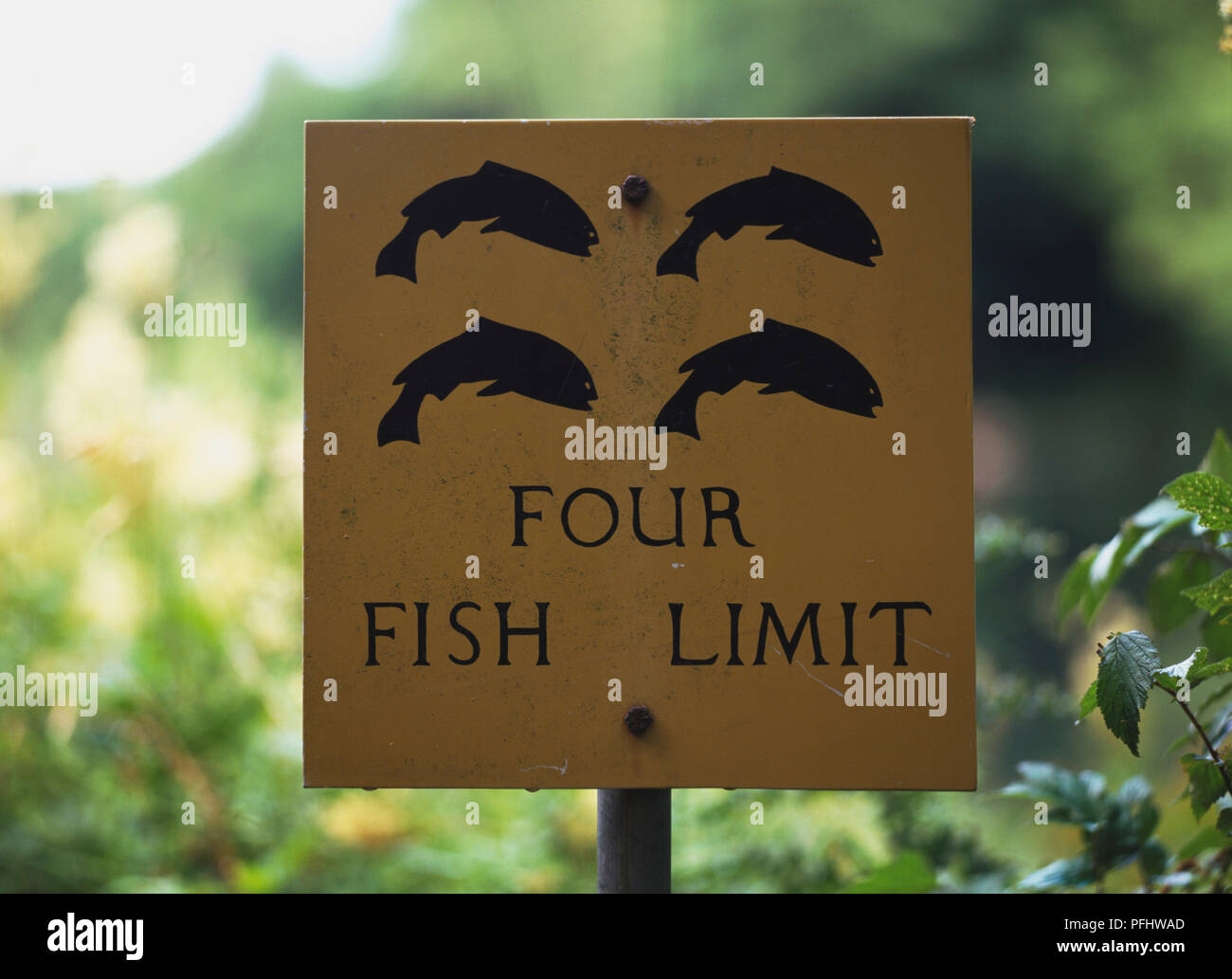Wooden sign reading 'four fish limit' with illustration of four jumping ...