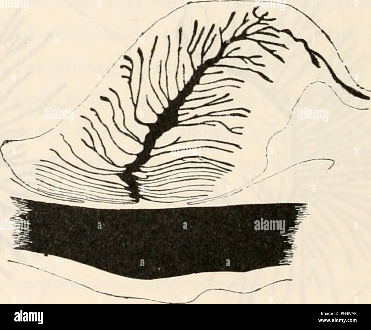 This scientific report covers the Danish Ingolf Expedition, focusing on ...