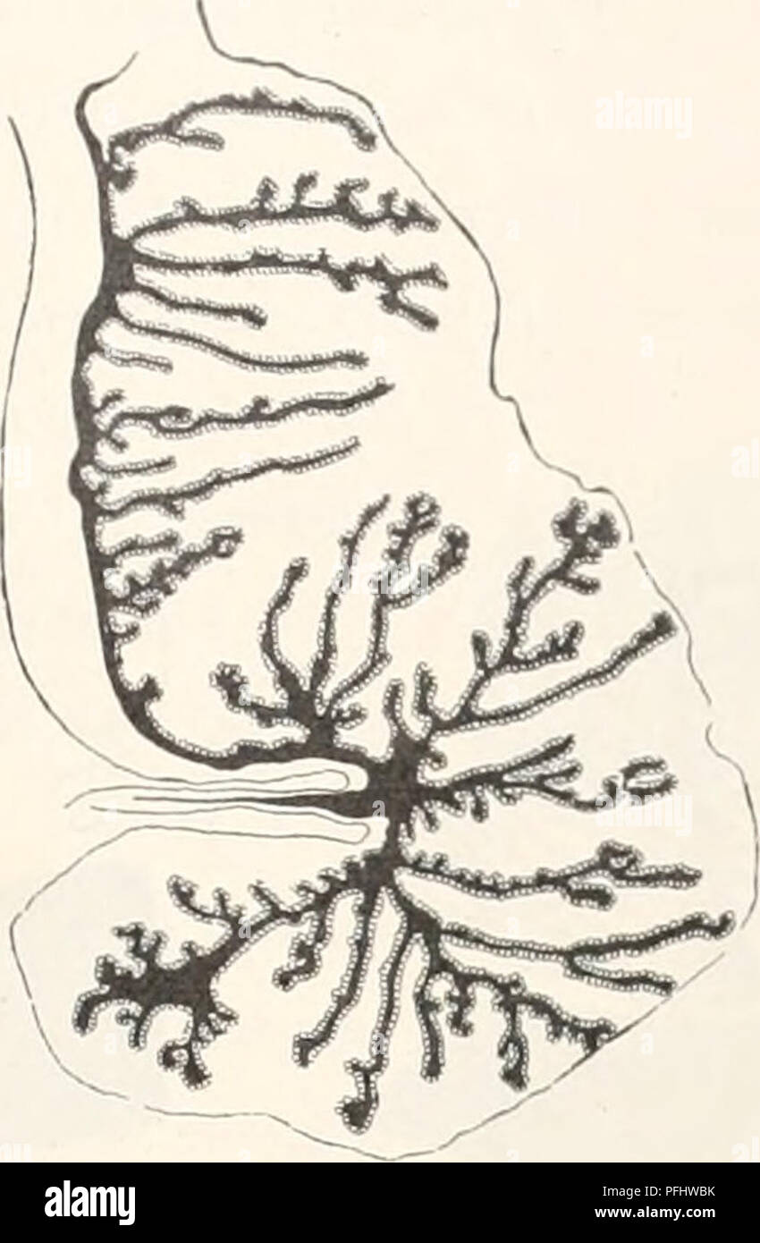The Danish Ingolf Expedition (1895-1896) was a scientific exploration ...