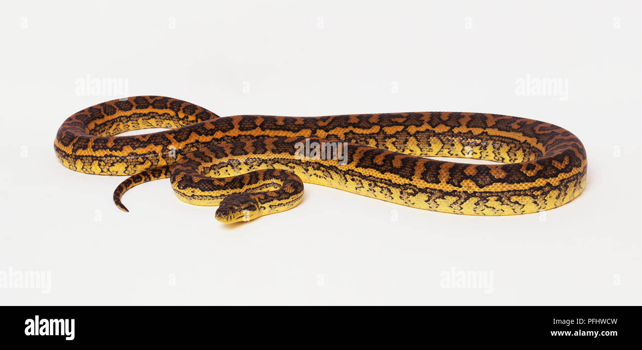 Long slithering yellow snake with dark pattern, front view Stock Photo ...