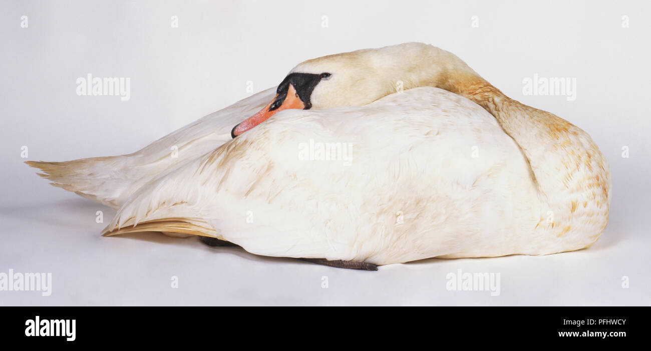 White swan resting its head on its body, side view Stock Photo - Alamy
