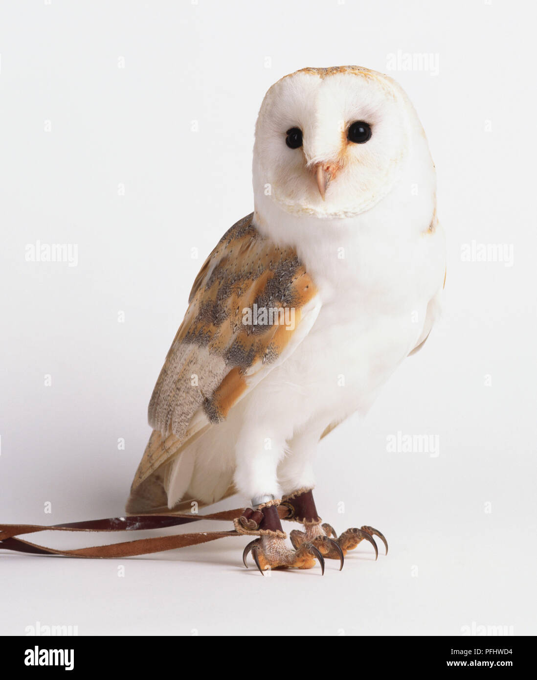 Masked owl, front view Stock Photo - Alamy
