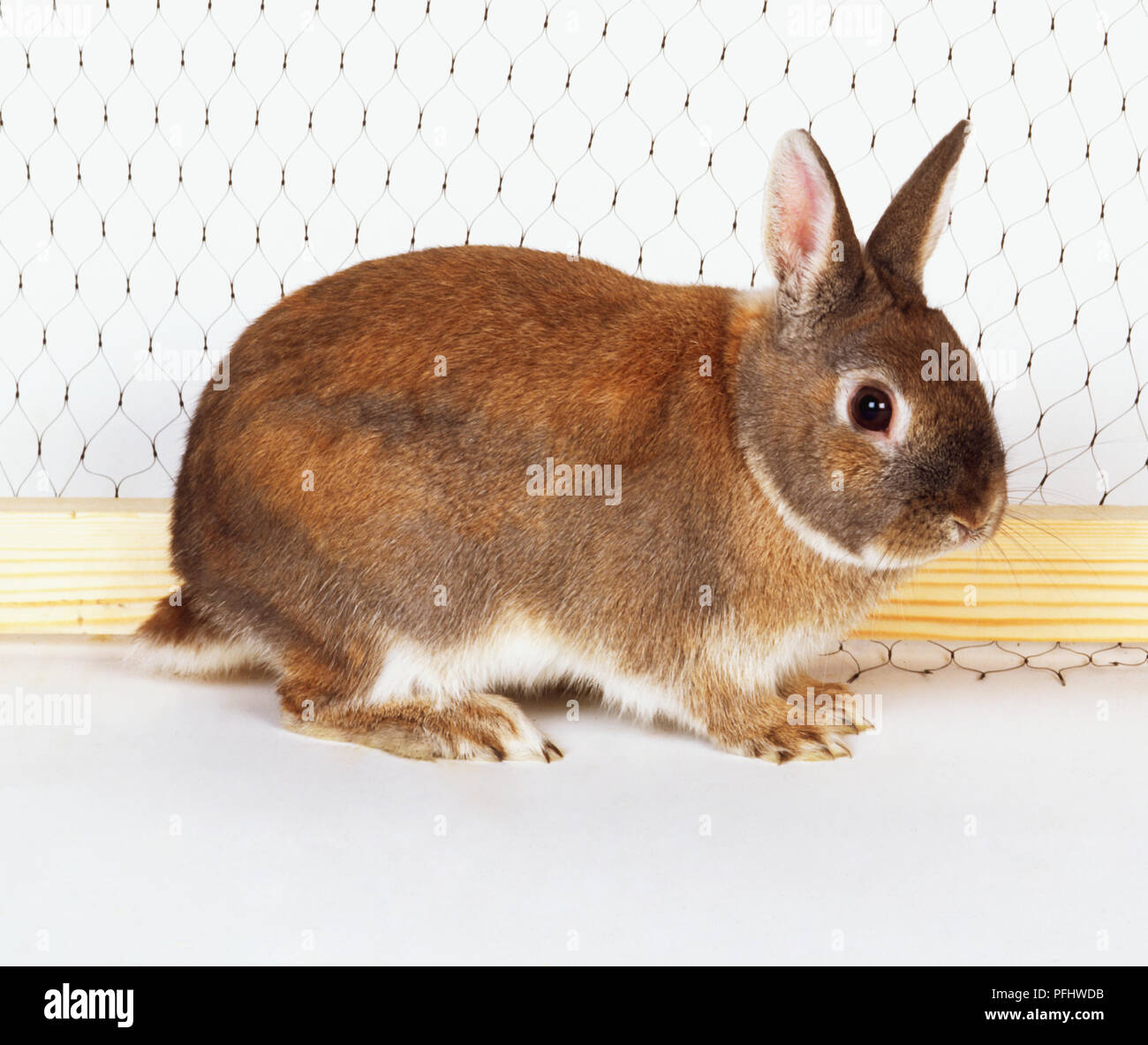 Grey rabbit, side view Stock Photo - Alamy
