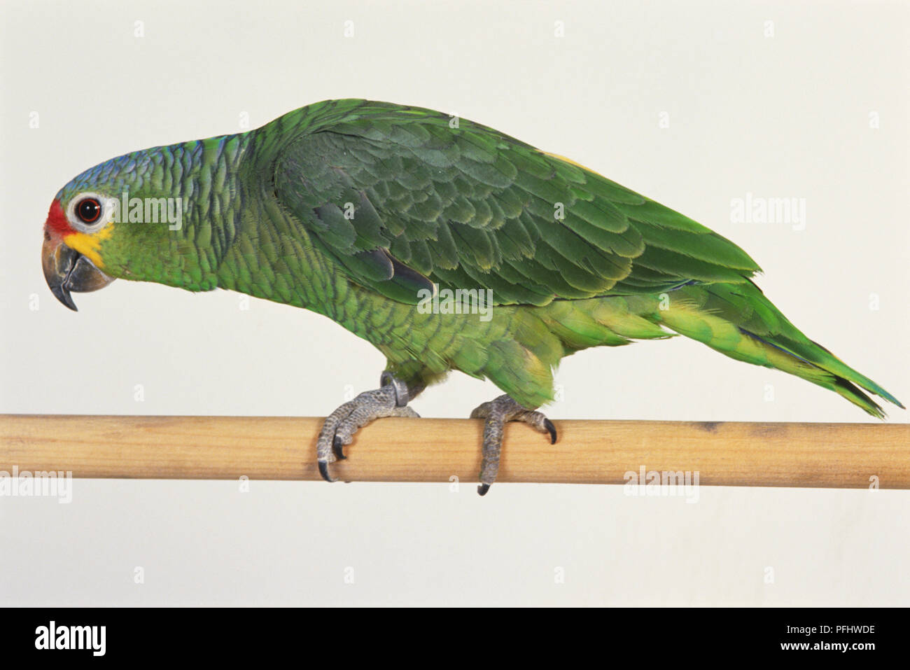 Green parrot walking on wooden bar, side view Stock Photo - Alamy