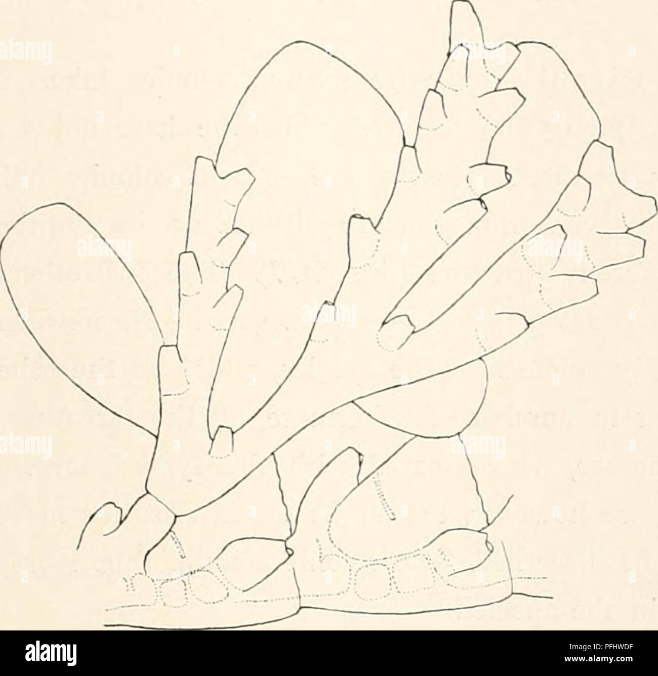 Hydroider hi-res stock photography and images - Alamy