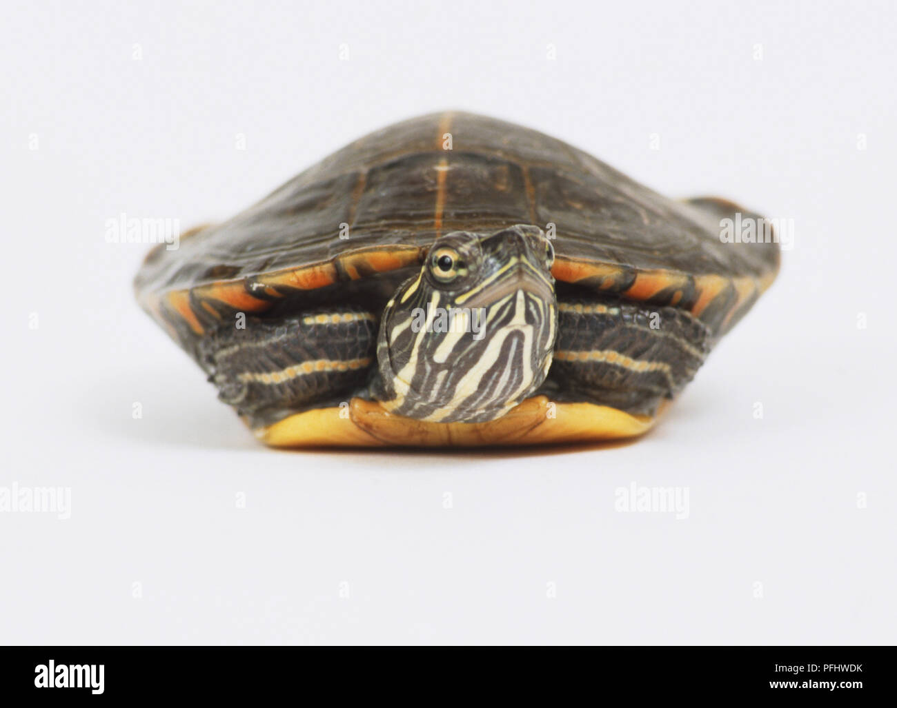 Emydidae hi-res stock photography and images - Alamy