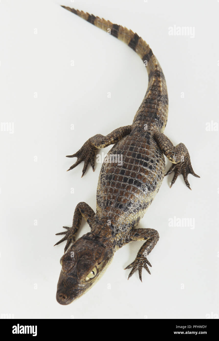Small caiman, view from above Stock Photo - Alamy