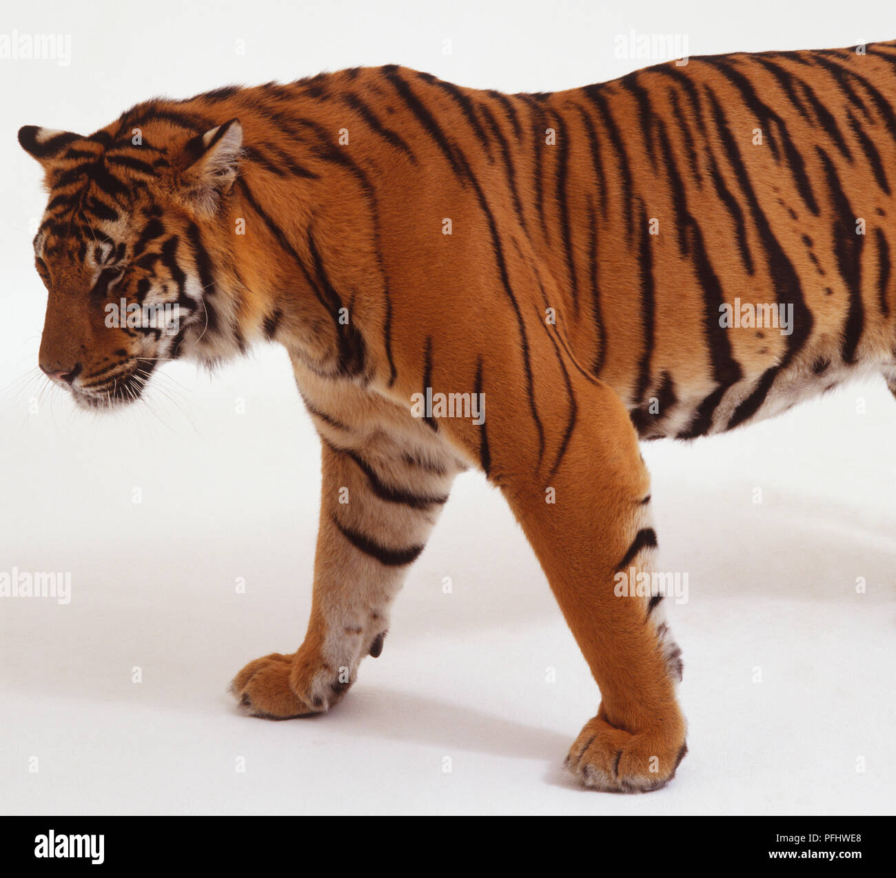 Panthera tigris, tiger, side view Stock Photo - Alamy