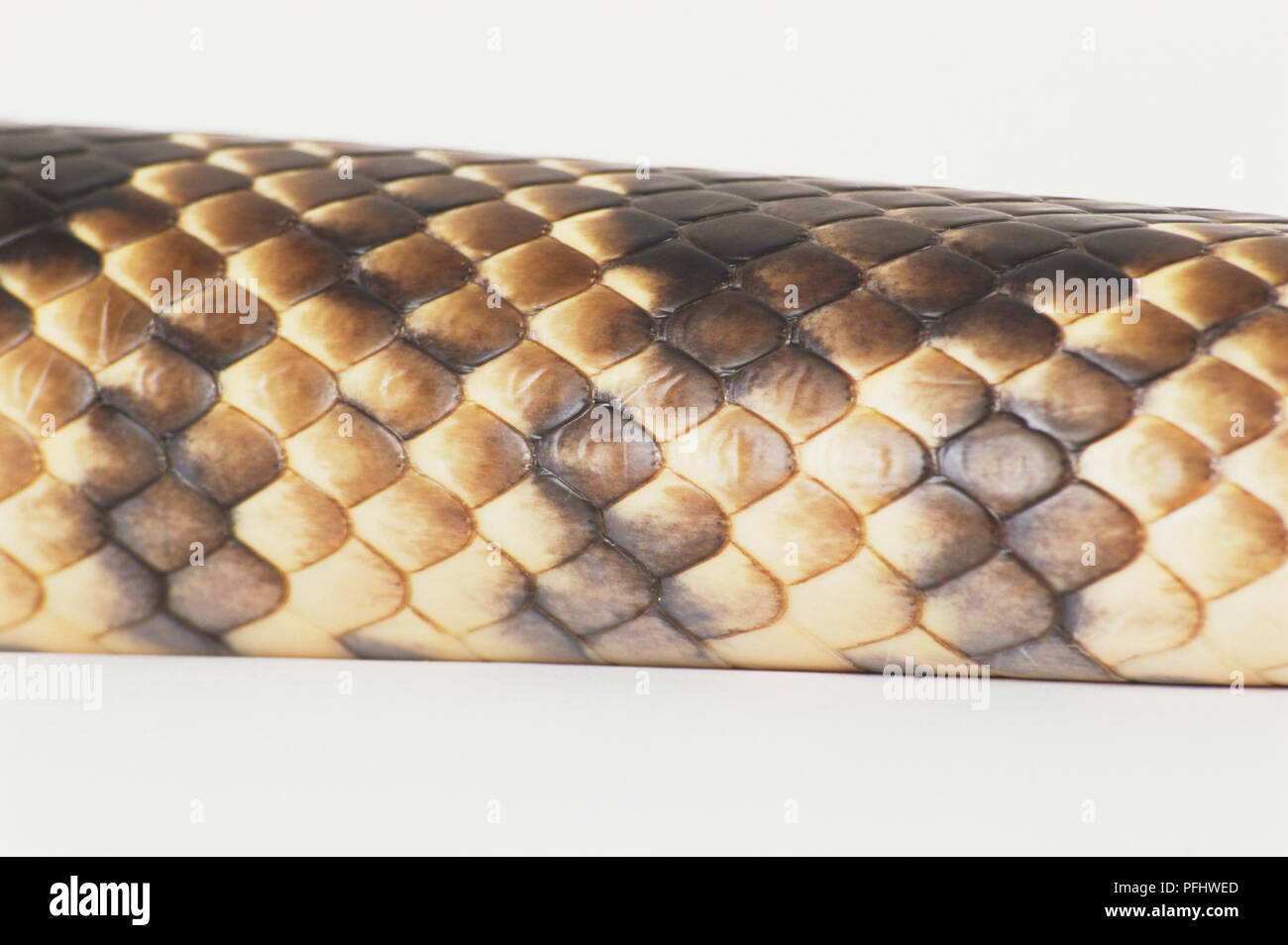 Snakeskin Patterns High Resolution Stock Photography and Images - Alamy