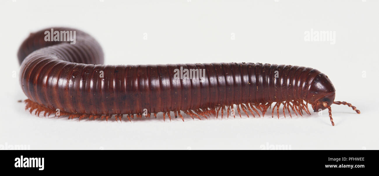 Are millipedes worms hi-res stock photography and images - Alamy