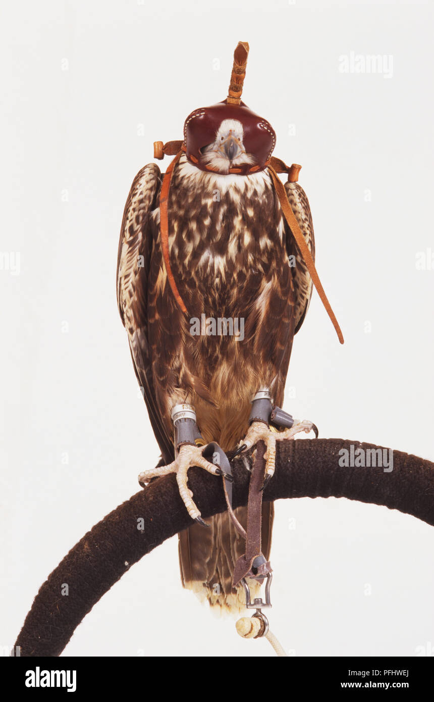 Blindfolded falcon, side view Stock Photo - Alamy