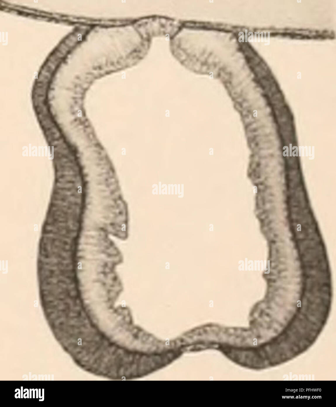 A scientific expedition to the Arctic Ocean, the Danish Ingolf ...