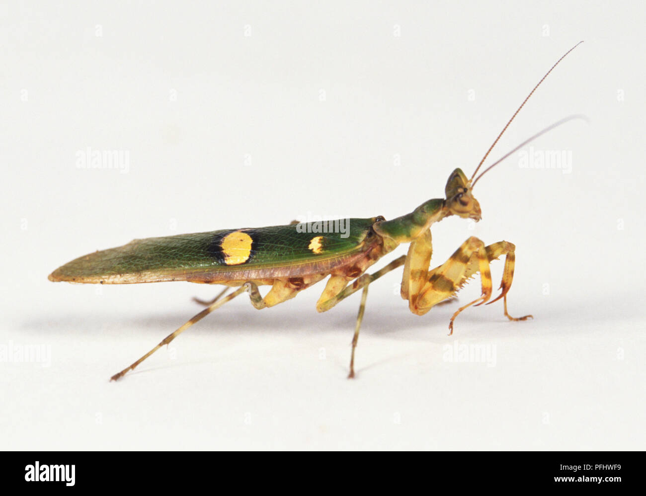 Pray mantis, side view Stock Photo - Alamy
