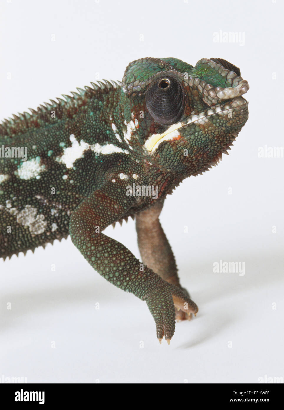 Snakes and lizards hi-res stock photography and images - Alamy