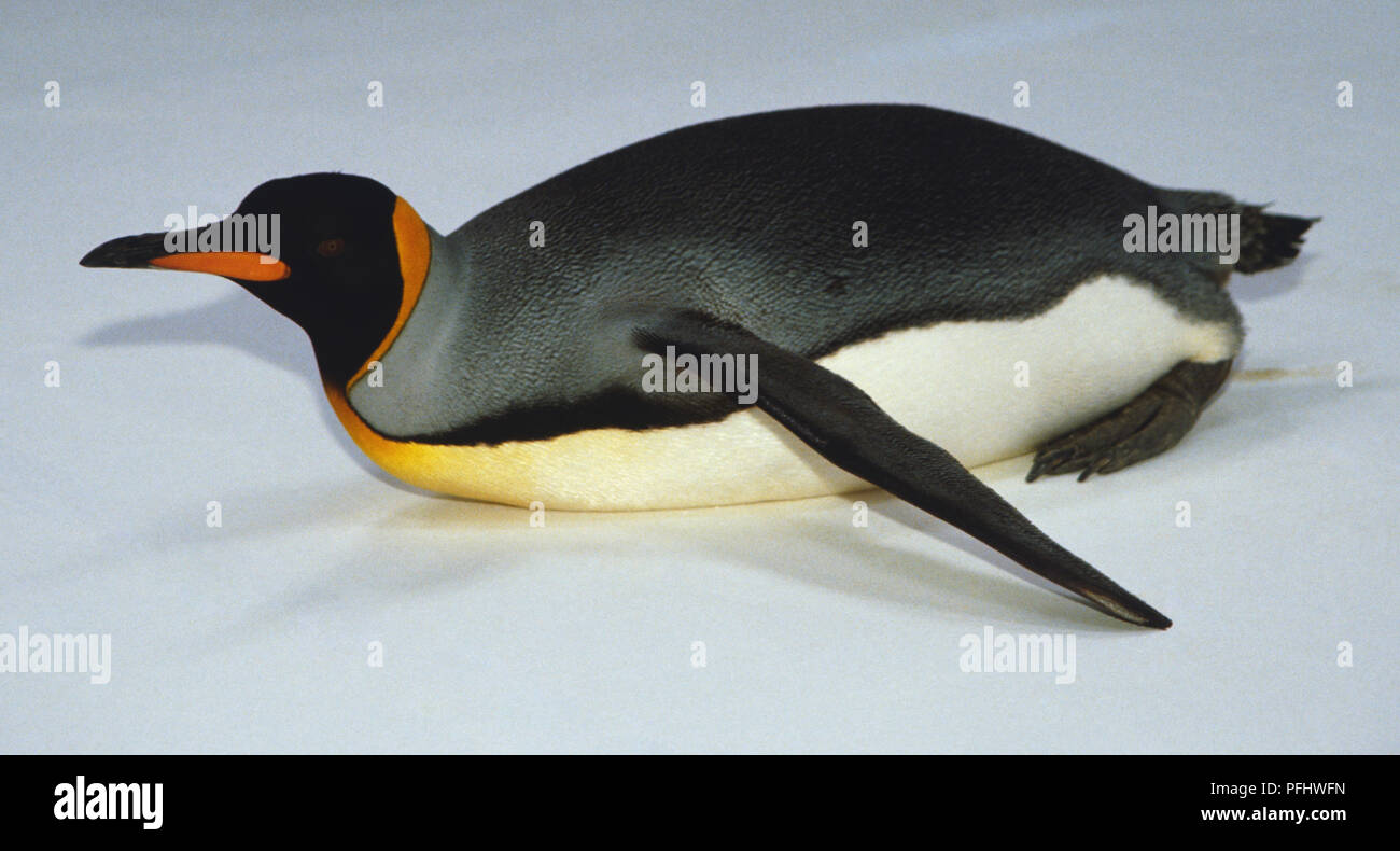 Penguin lying on its front, 3/4 elevated view Stock Photo - Alamy