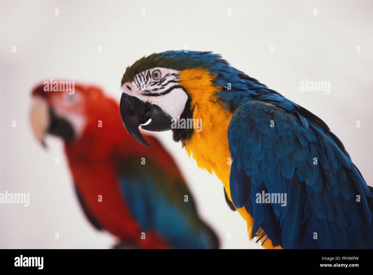 Two parrots, large beaks, one blue and yellow in foreground, side view ...