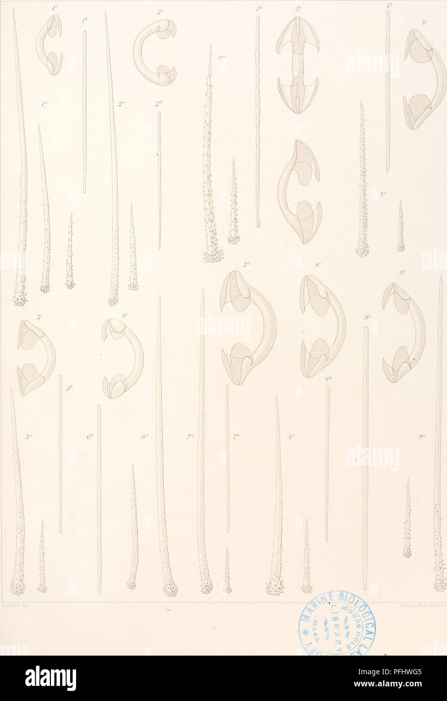 The Danish Ingolf Expedition (1895-1896) explored the Arctic Ocean ...