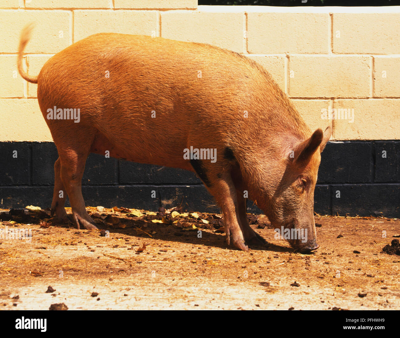Walled yards hi-res stock photography and images - Alamy