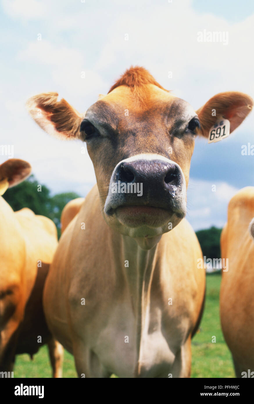 Close up jersey cow hi-res stock photography and images - Alamy