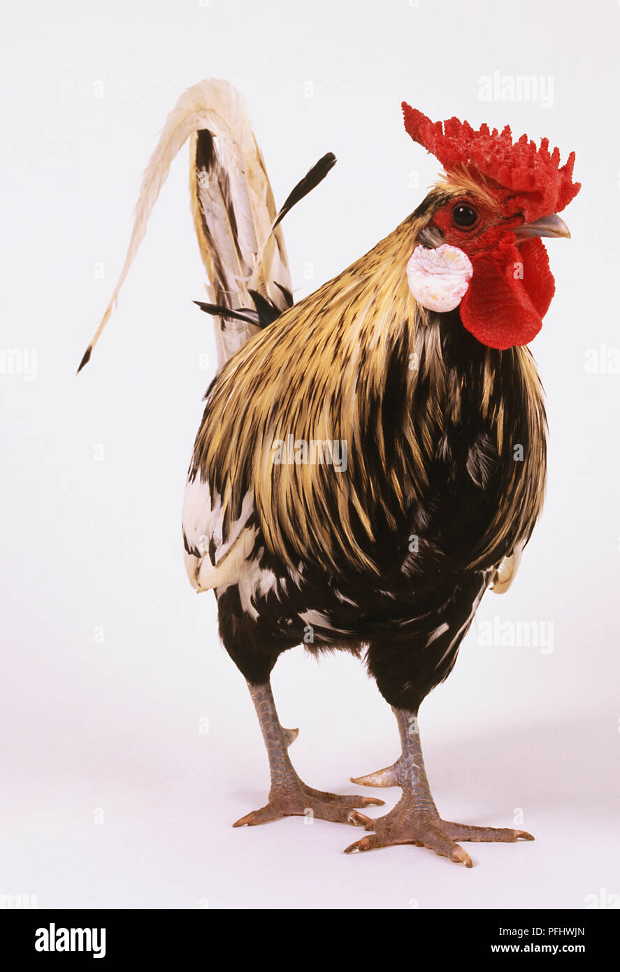 Cock, front view Stock Photo - Alamy