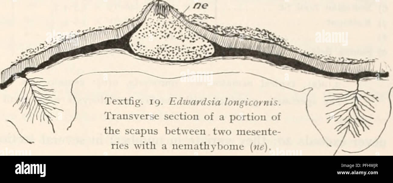 This image from the Danish Ingolf Expedition documents scientific ...