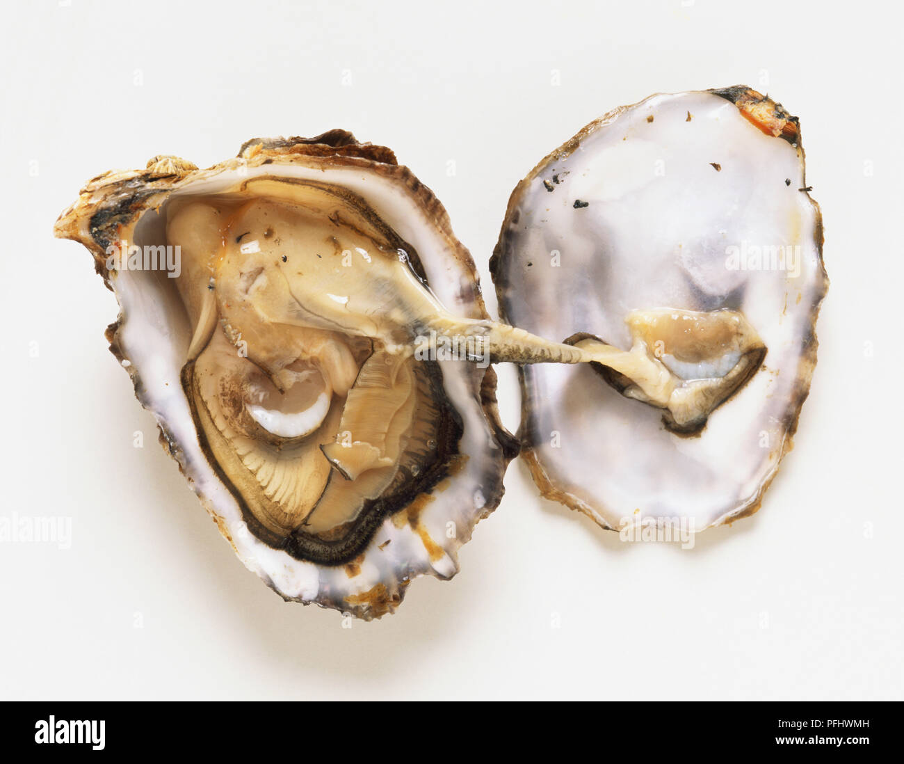 Open oyster shell, front view Stock Photo - Alamy