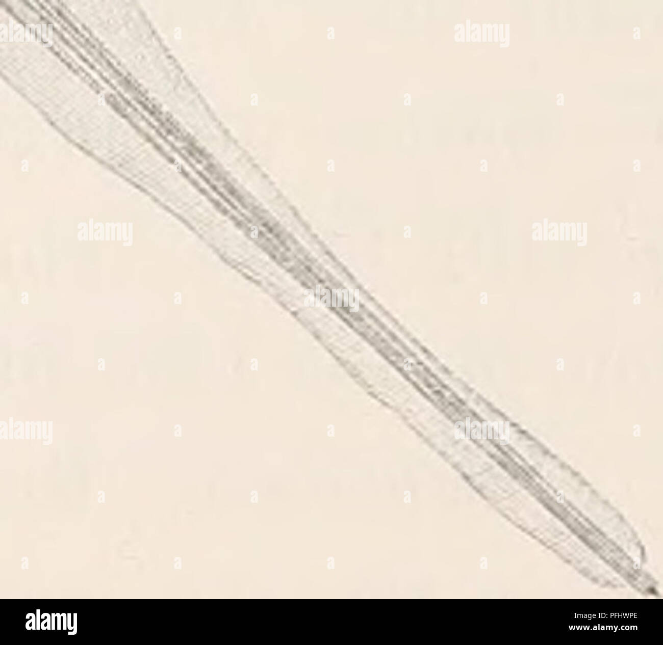 Short branchlet hi-res stock photography and images - Alamy