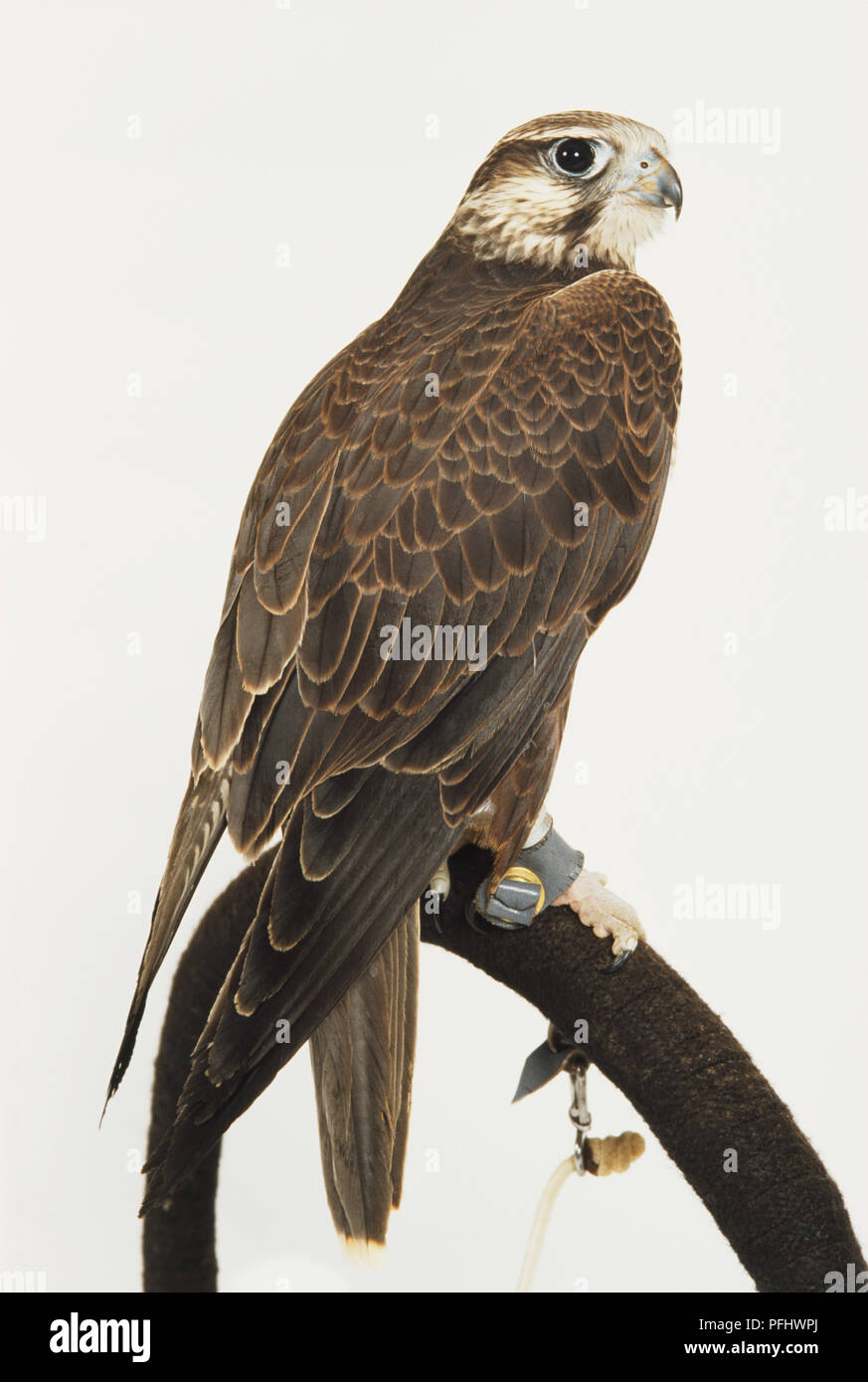 Caracaras and falcons hi-res stock photography and images - Alamy