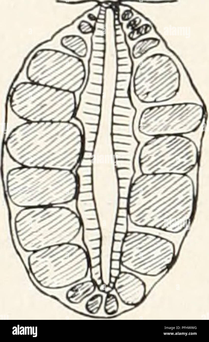 Male gonads hi-res stock photography and images - Alamy