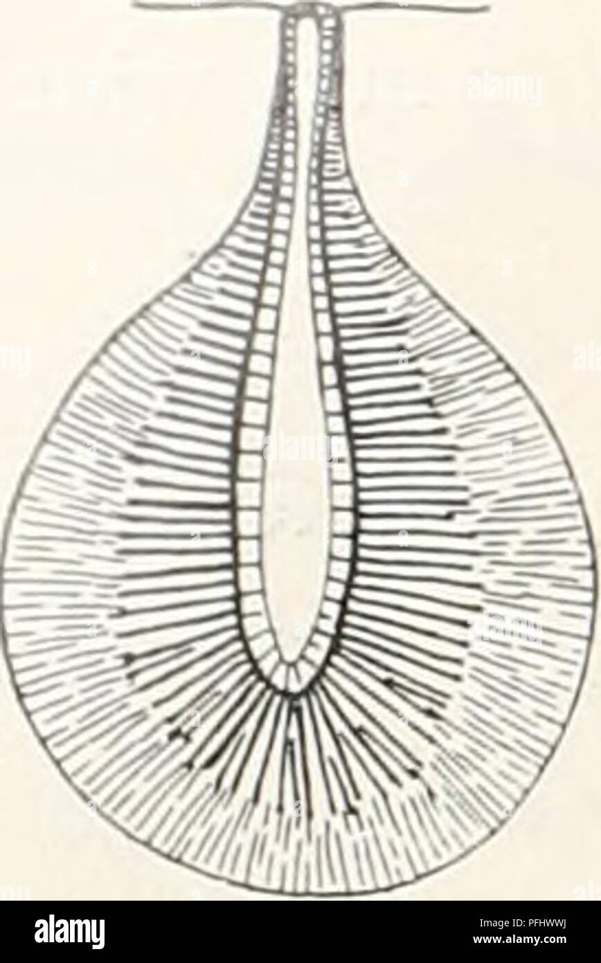 Male gonads hi-res stock photography and images - Alamy