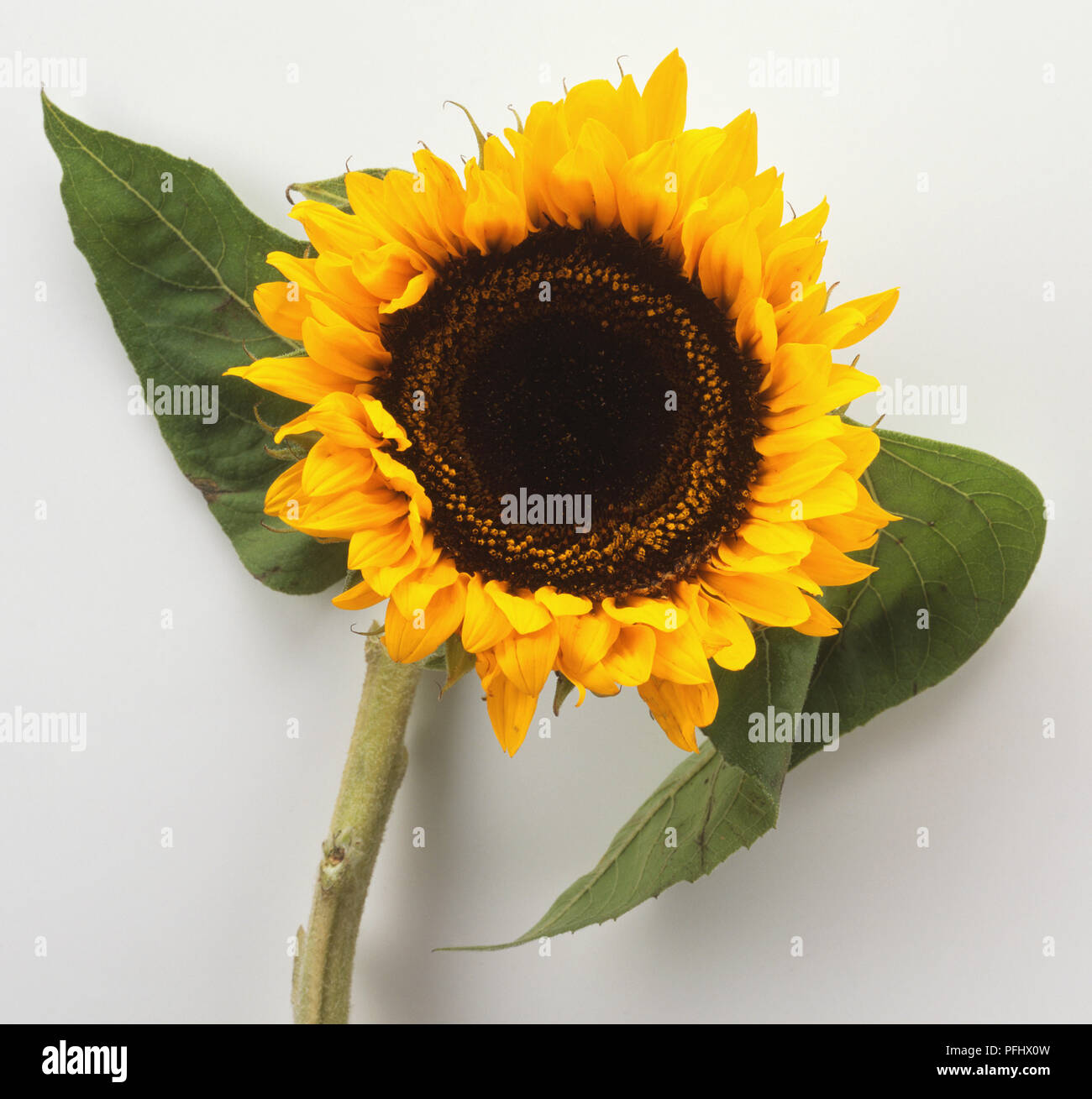 Sunflowers helianthus sp hi-res stock photography and images - Alamy