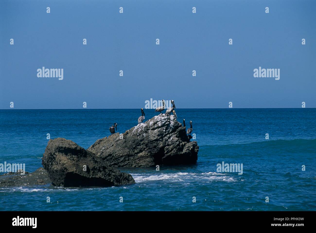 Costa Rica, Reserva Natural Absoluta Cabo Blanco, Brown Pelican's ...
