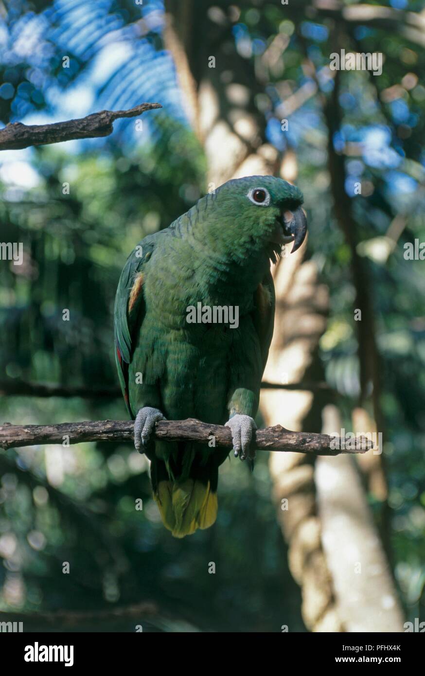 Mealy parrot costa rica hi-res stock photography and images - Alamy