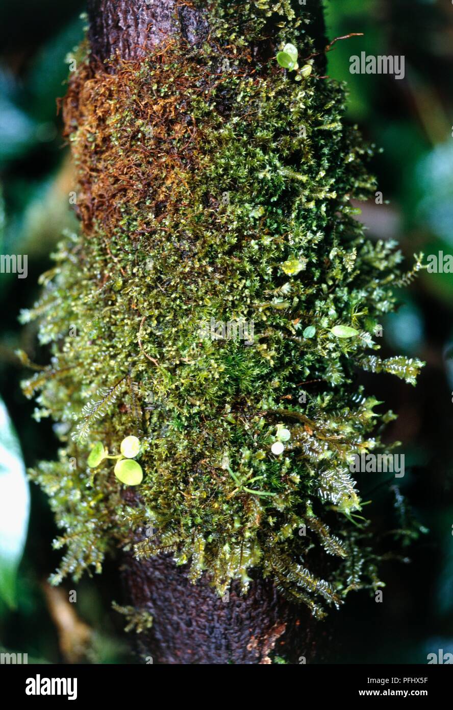Costa Rica, mosses on trunk of tree, close-up Stock Photo - Alamy