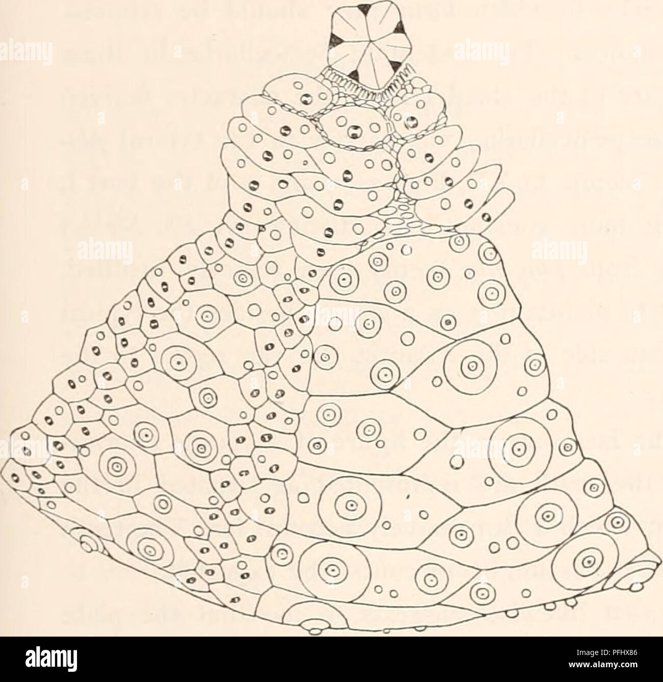 Abactinal plates hi-res stock photography and images - Alamy