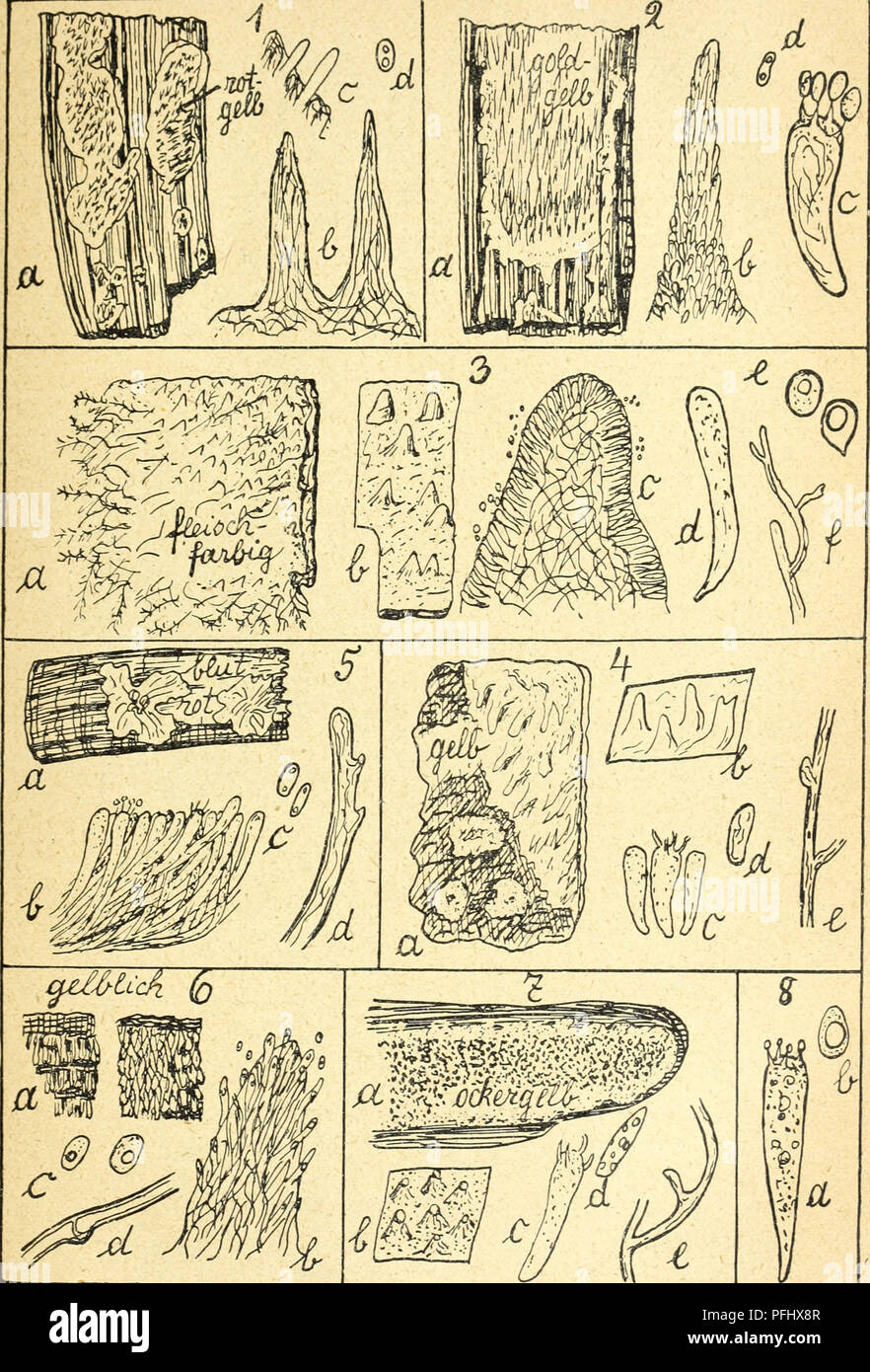 This botanical work discusses various species of *Hydnaceae* and their ...
