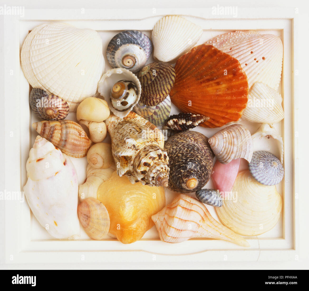 Assorted sea-shells in box, close up Stock Photo - Alamy