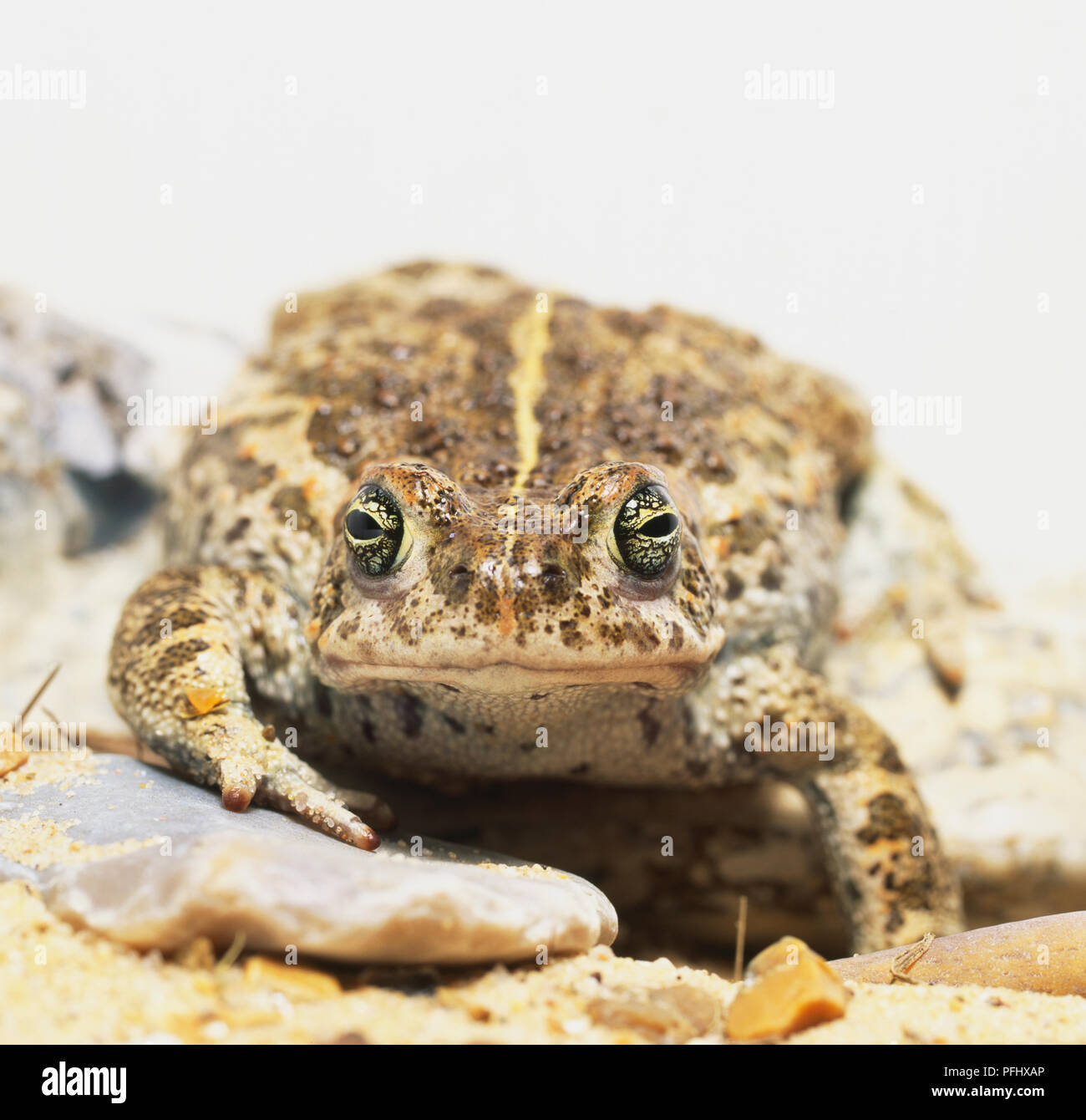Bufonidae hi-res stock photography and images - Alamy