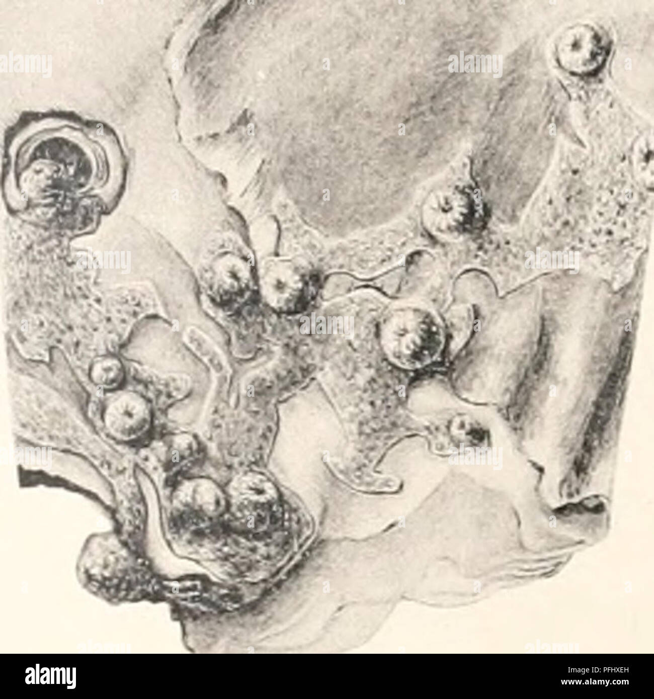 The Danish Ingolf Expedition (1895-1896) focused on scientific ...