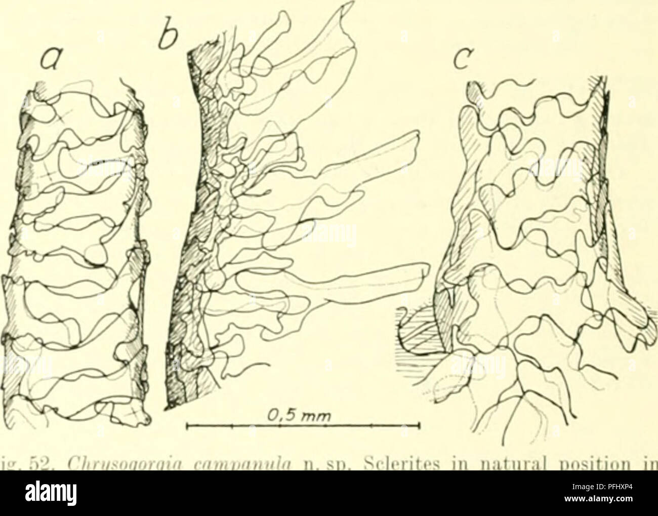Its zoological position was so i hi-res stock photography and images ...
