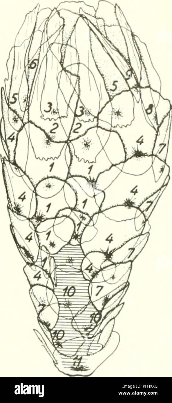 Sclerites hi-res stock photography and images - Alamy