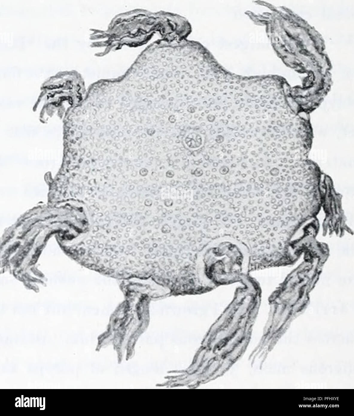 Zooid arrangement hi-res stock photography and images - Alamy