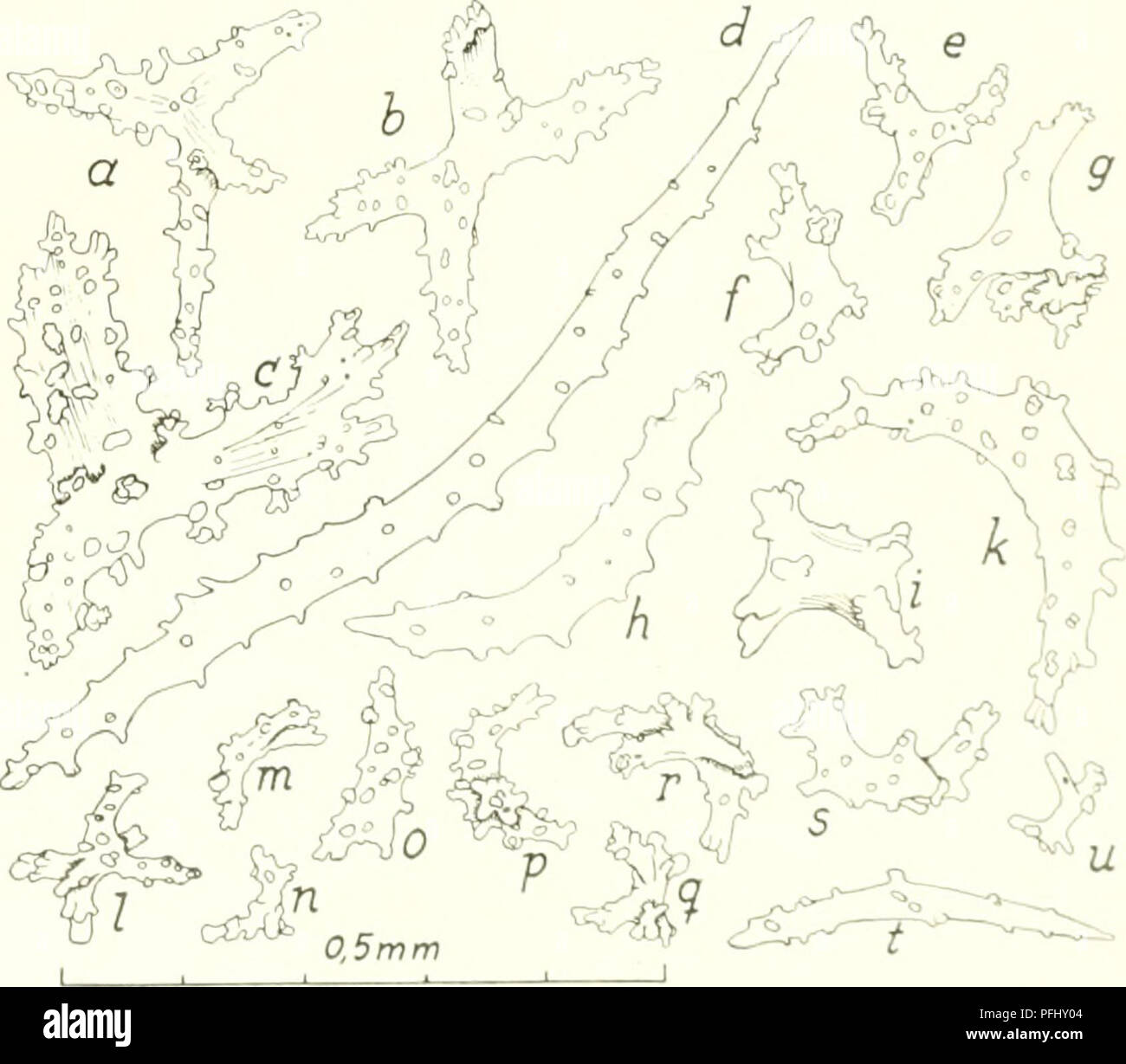 Common Spindles High Resolution Stock Photography and Images - Alamy