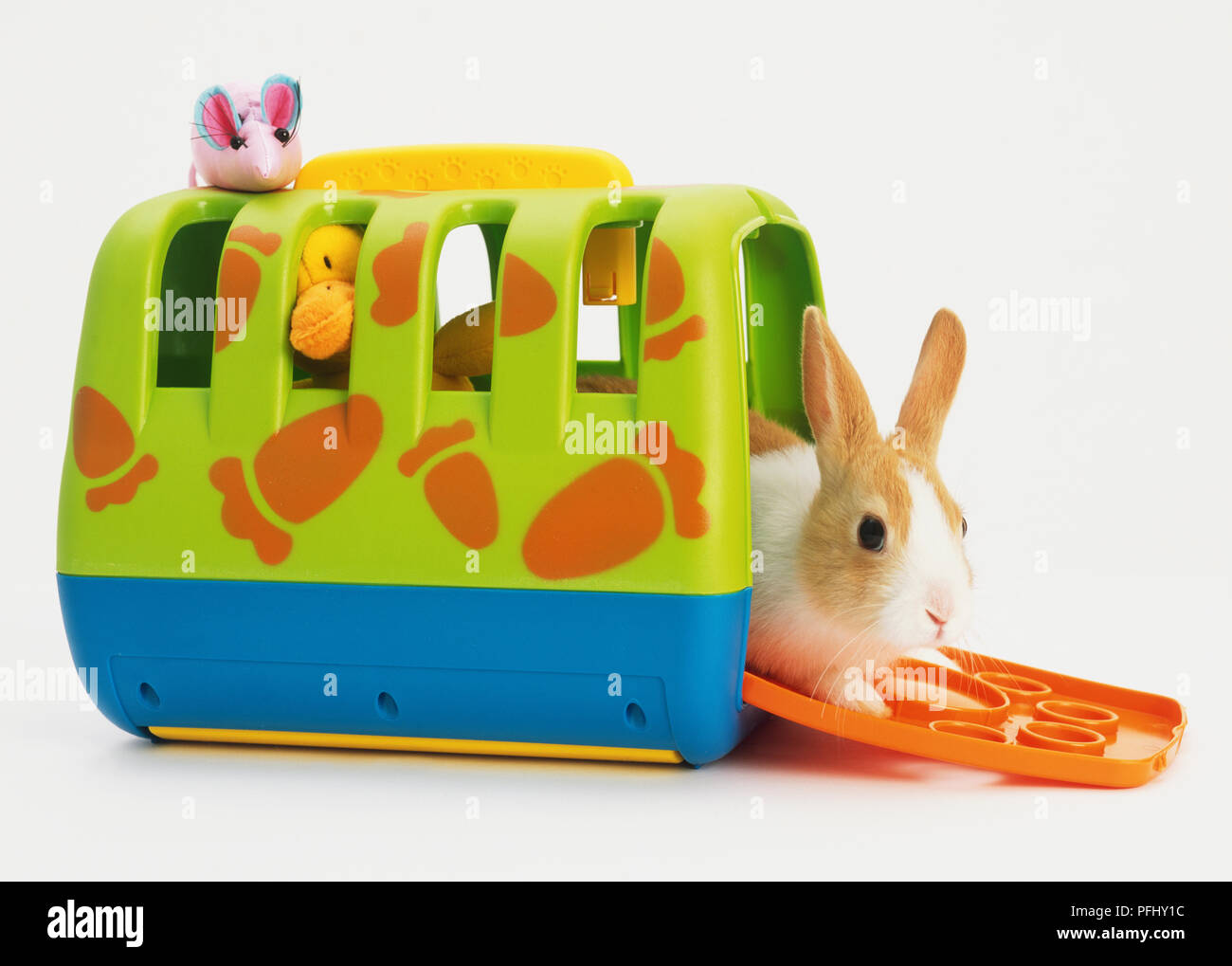 Oryctolagus cuniculus, Domestic Rabbit sitting in entrance to brightly ...