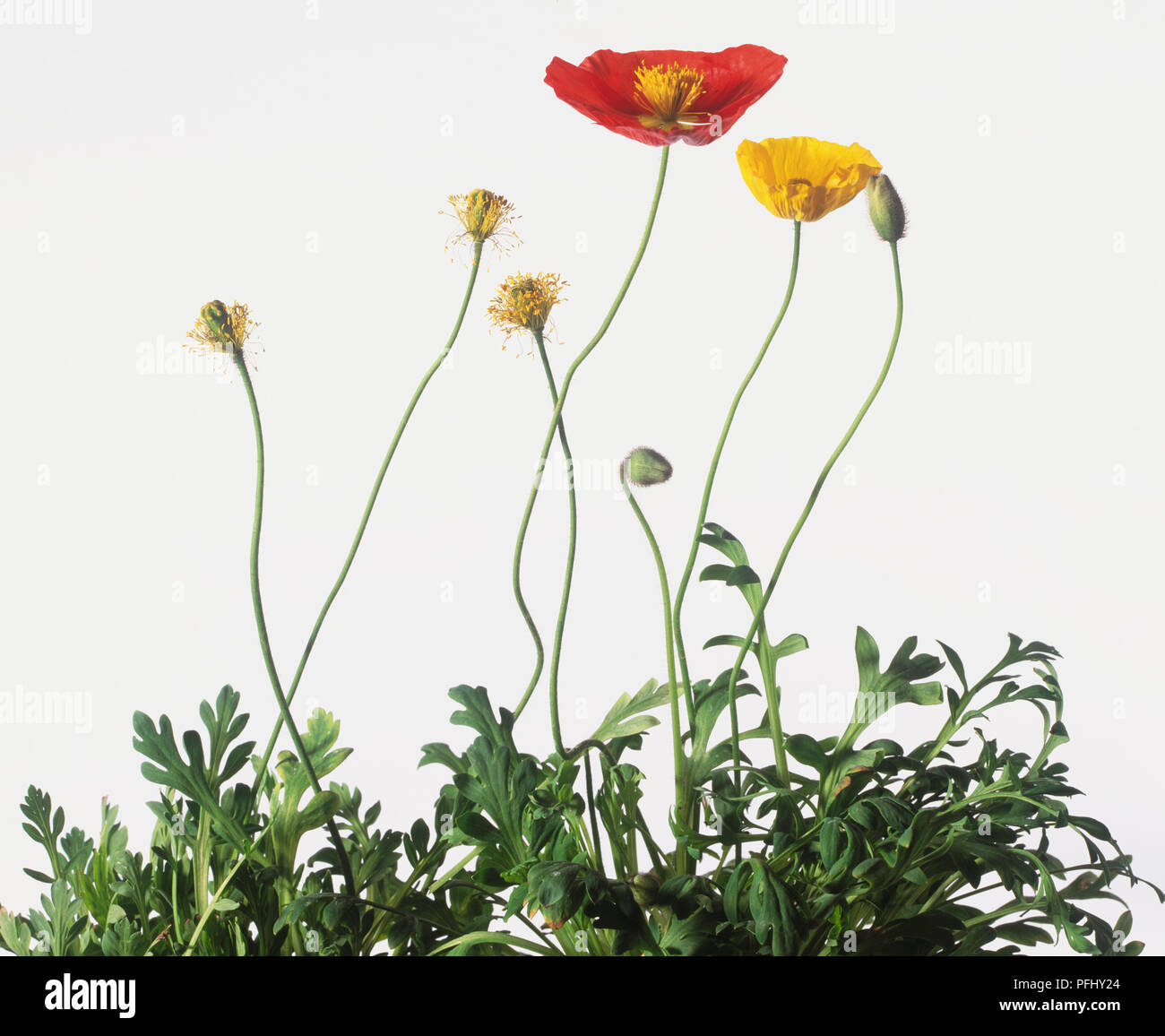 Poppy bulb hi-res stock photography and images - Alamy