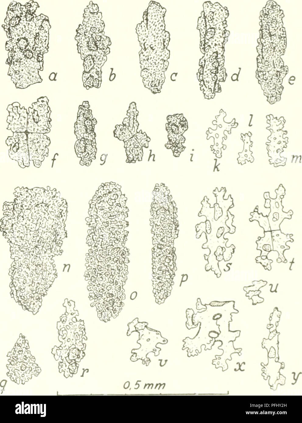 Sclerite hi-res stock photography and images - Alamy