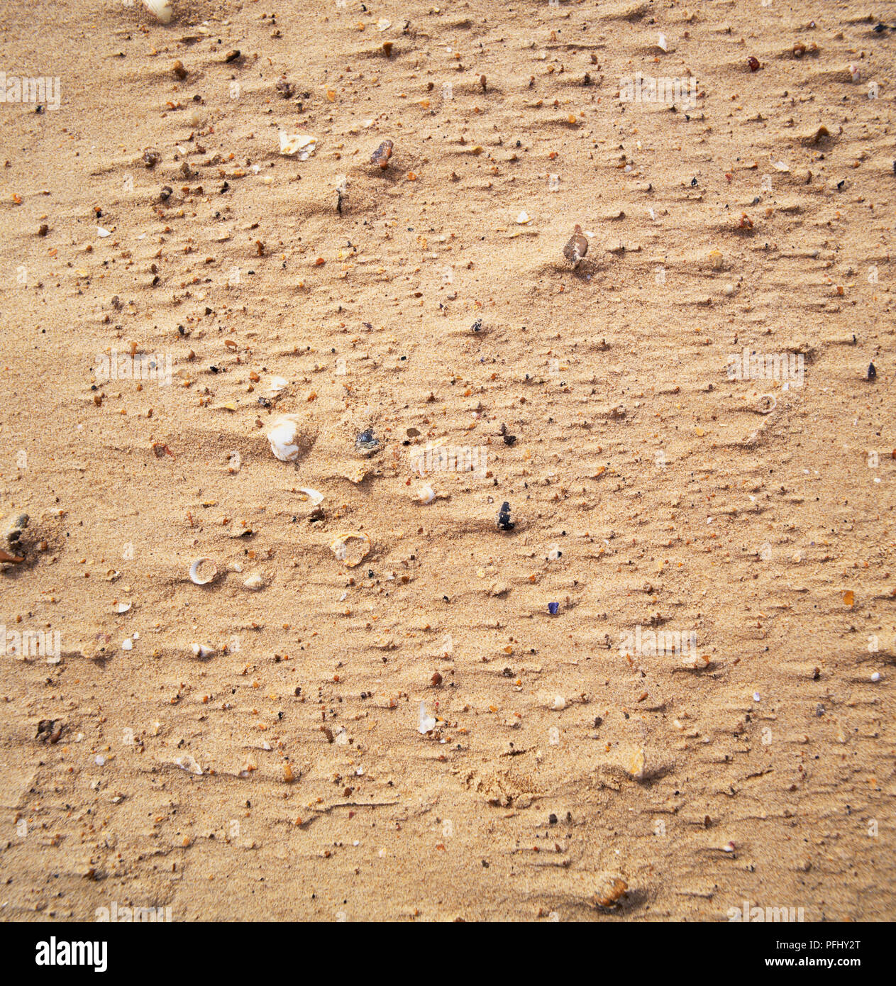 Shells and pebbles embedded in sandy surface, close up Stock Photo - Alamy