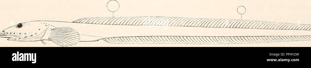 The Danish Ingolf-Expedition also made significant contributions to ...